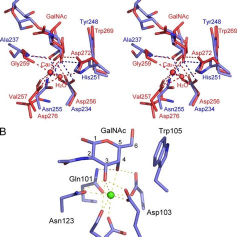 Pdf C Type Lectin Like Carbohydrate Recognition Of The Hemolytic Lectin Cel Iii Containing