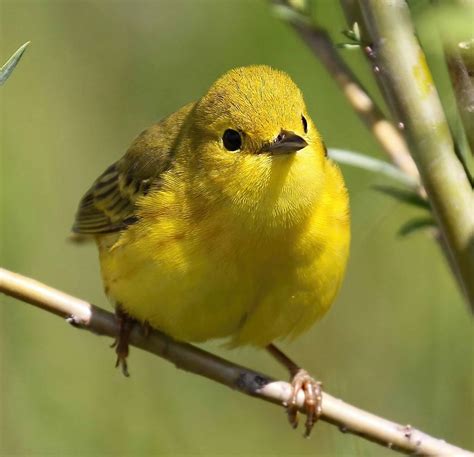 Yellow Warbler Bird Species Bird Birds