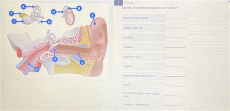 Solved Points Identify The Labeled Structures On The Chegg