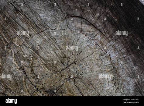 Stump Of Oak Tree Felled Section Of The Trunk With Annual Rings