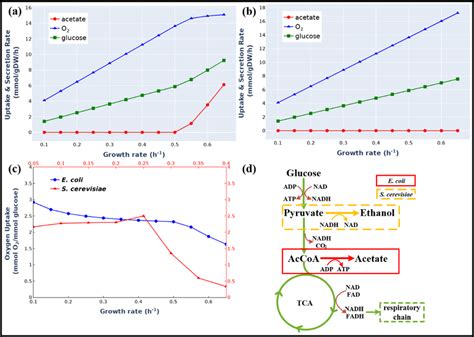 Comparison Of Simulation Results Of The Enzyme Constrained Model