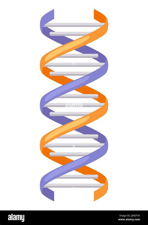 Simple Dna Model
