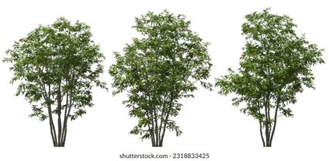Hackberry Photos And Images Shutterstock