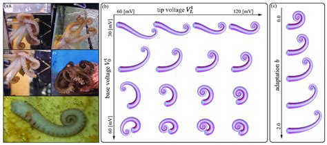 Curled Shapes In Both Real Octopus Arms And Simulated Arms A