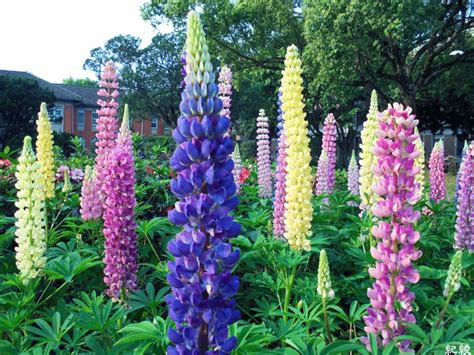 鲁冰花花籽 牵牛花花籽 大山谷图库