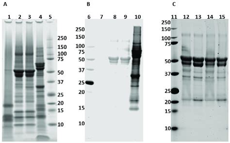Ige From Pooled Peanut And Tree Nut Sera Recognize Glandless Cottonseed
