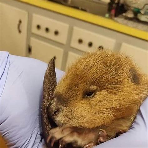30 Of The Cutest Beaver Pics The Internet Has To Offer Bored Panda