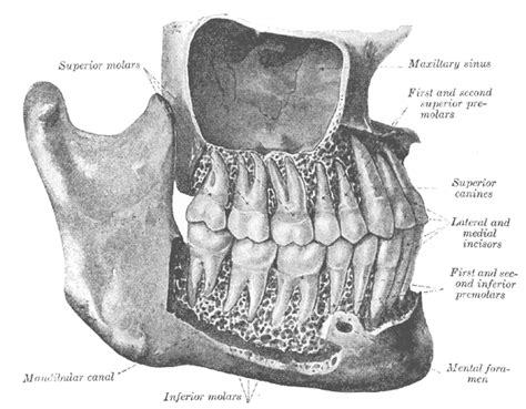 Mandibular Canal Location Function And Pictures