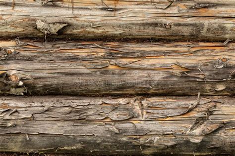 Pine Logs Log Wall Texture Of Natural Pine Logs Stock Image Image Of