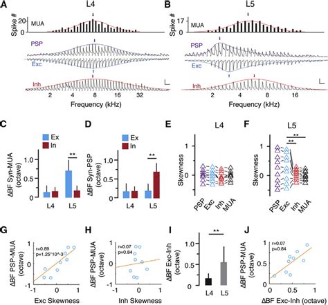 Skewed Excitatory Inputs Dominantly Contribute To The Tuning Diversity