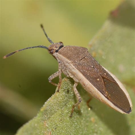 Brown Bug Catorhintha Texana Bugguidenet