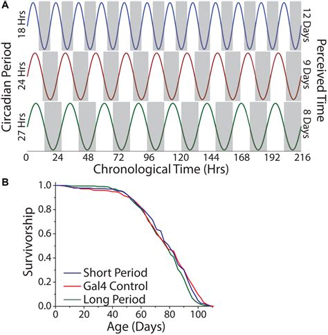 Light Modulates Drosophila Lifespan Via Perceptual Systems Independent