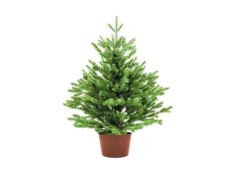 Естествена коледна елха Лидл Oferta Bg