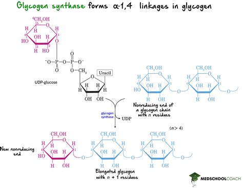 Glycogenesis And Glycogen Regulation Mcat Biochemistry Medschoolcoach