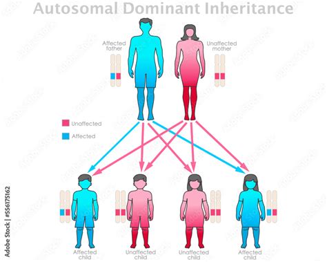 Autosomal Dominant Inheritance Affected Father Unaffected Mother