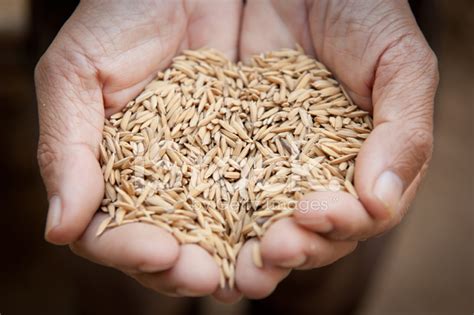 쌀 스톡 사진 Freeimages
