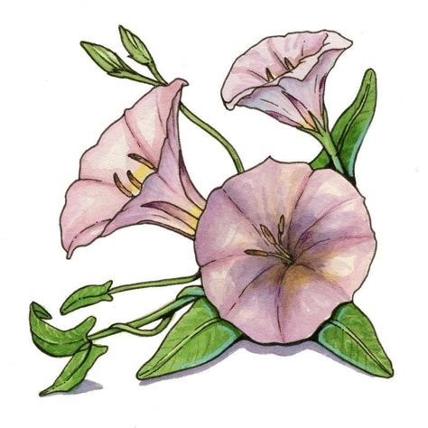 🤔 Convolvulis Arvensis R Allaboutconspiracies