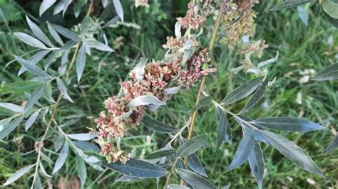 Aculus Variabilis Arachnipedia Wiki Fandom