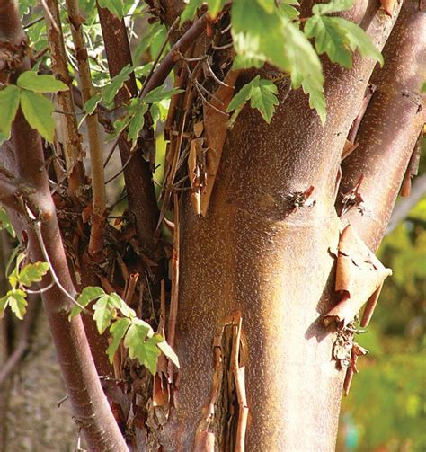 Paperbark Maple Johnsons Nursery Kb
