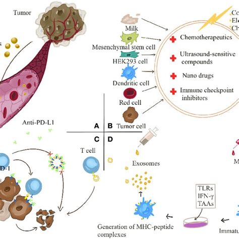 A Tumor Derived Exosomes Can Act Directly On Tumors Or Be Transported Download Scientific