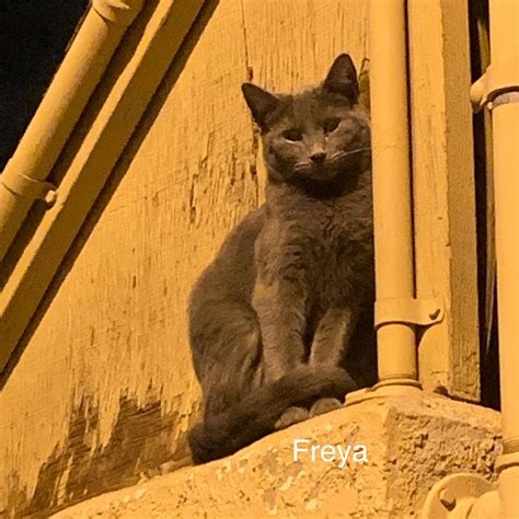 Mom And Thefailtrain Ryan Pebble Mr Manx Syndrome Facebook