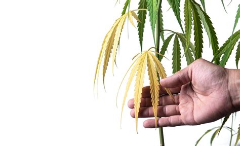 Cannabis Deficiencies Symptoms And Fixes Auto Seeds