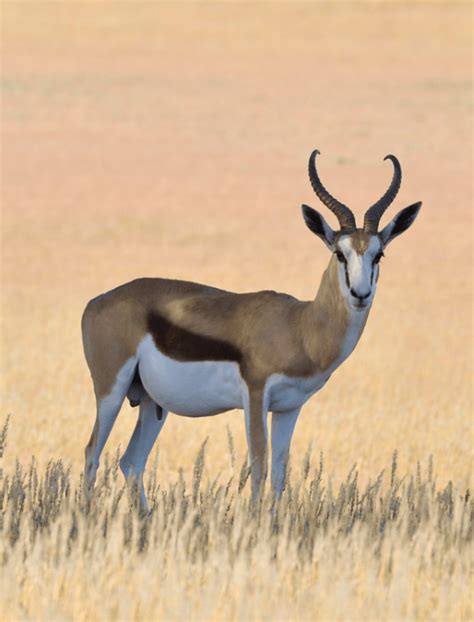 Springbuck Common Zander Bierman Safaris