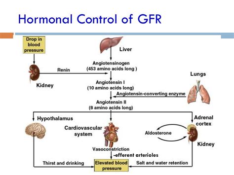 Ppt Regulation Of Gfr Powerpoint Presentation Free Download Id6875066