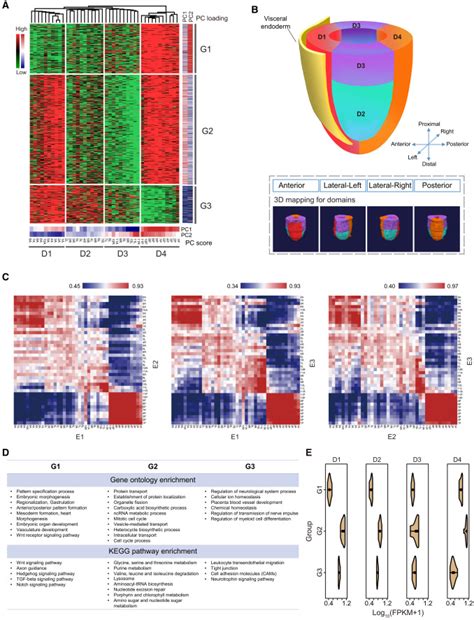 Spatial Transcriptome For The Molecular Annotation Of Lineage Fates And