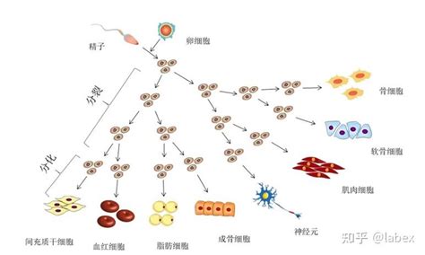 了解单细胞测序第一课——初识单细胞测序 知乎