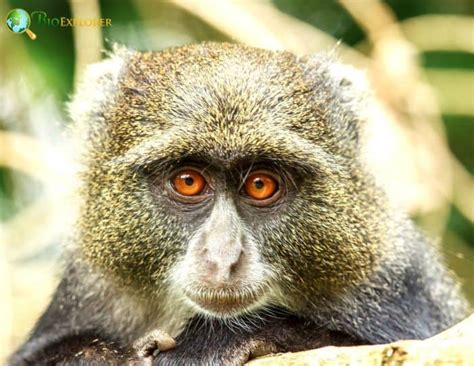 Mona Monkey Characteristics Cercopithecus Mona Diet And Facts