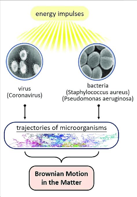 Brownian Motion Of Viruses And Bacteria Activated By Energy Impulses Download Scientific