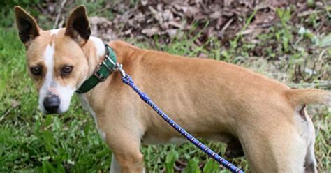 Científicos Desarrollaron Un Collar Inteligente Antiparasitario Para