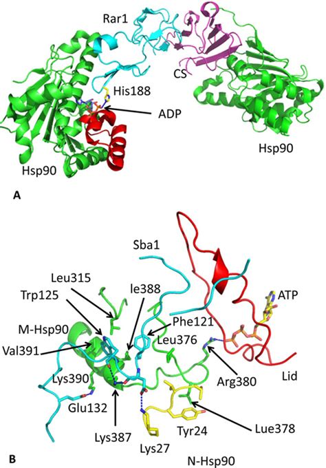 Structure Of Hsp90 Rar1 Sgt1 And Hsp90 Rar1 Sba1 Cochaperone Complexes Download Scientific Diagram