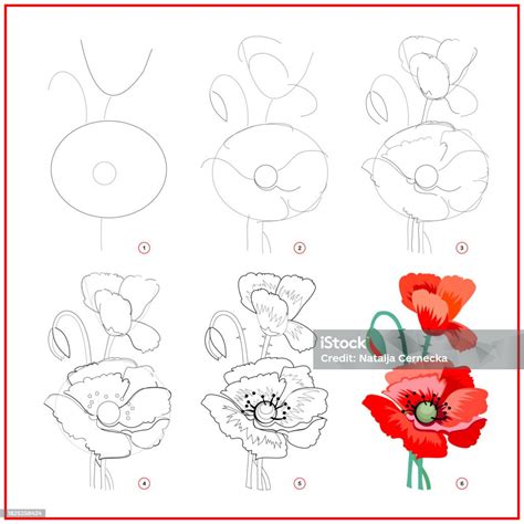 빨간 양귀비의 꽃을 단계별로 그리는 방법을 배우는 방법을 보여주는 페이지입니다 아이들의 그림 그리기와 색칠 기술 개발 어린이 학교 연습장을 위한 인쇄 가능한 워크시트 평면
