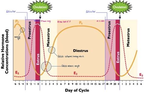 REPRODUCTIVE CYCLICITY LEC 8 Flashcards Quizlet
