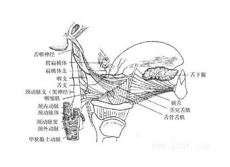 舌咽神经分布示意图 人体解剖图 医学图库