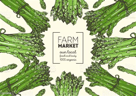 아스파라거스 벡터 일러스트레이션 야채 디자인 템플릿 유기농 식품 일러스트레이션 건강한 식품 프레임 손으로 그린 아스파라거스 아스파라거스에 대한 스톡 벡터 아트 및 기타