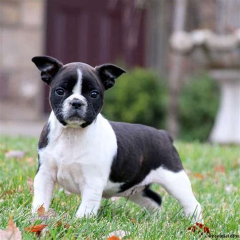 Frenchton Puppies For Sale Greenfield Puppies