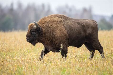 Zimbrul Lucruri Surprinzătoare și Curiozități Despre Zimbru Libertatea