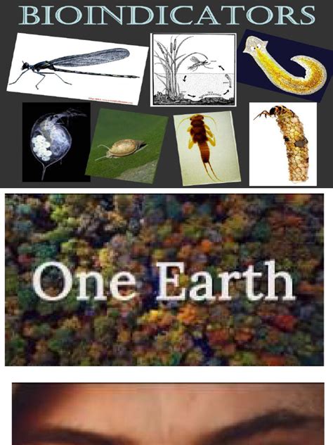 Bioindicators F Pdf Natural Environment Environmental Science Bioindicators F Pdf Natural Environment Environmental Science