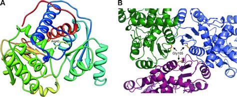 Otc Enzyme Three Dimensional Structure Mapping The New Missense