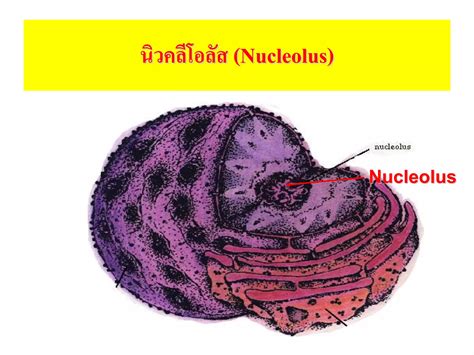 โครงสร้างเซลล์ Cell Structure Pdf