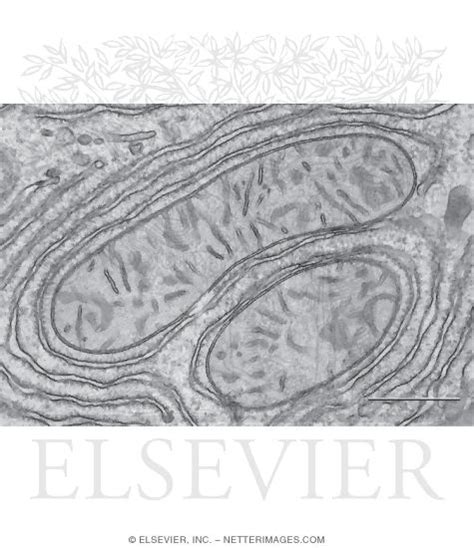 Electron Micrograph Of Mitochondria Labelled