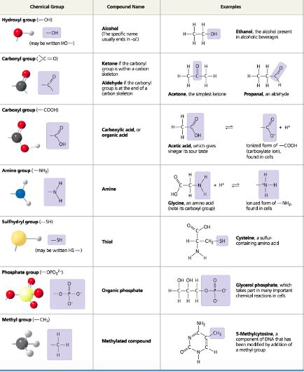 7 Functional Groups Diagram Quizlet
