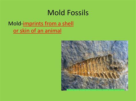 PPT The Fossil Record PowerPoint Presentation Free Download ID 6508254