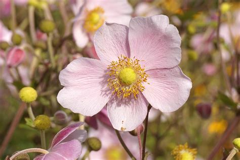 Anemone Flowers Plants Free Photo On Pixabay Pixabay