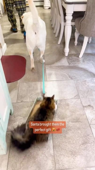 Lenka Love On Linkedin 🎁🎁🎁 Christmas Happiness 🎁🎁🎁 😻 ️🛷 🎥