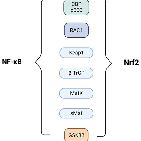 Main Transcriptional Factors And Proteins Involved In The Nrf2 Nf Kb Download Scientific