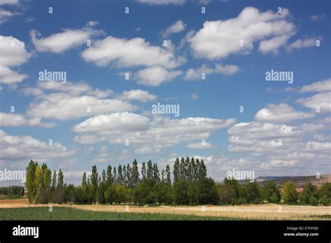 Field Scene With Blue Sky And Trees Stock Photo Alamy